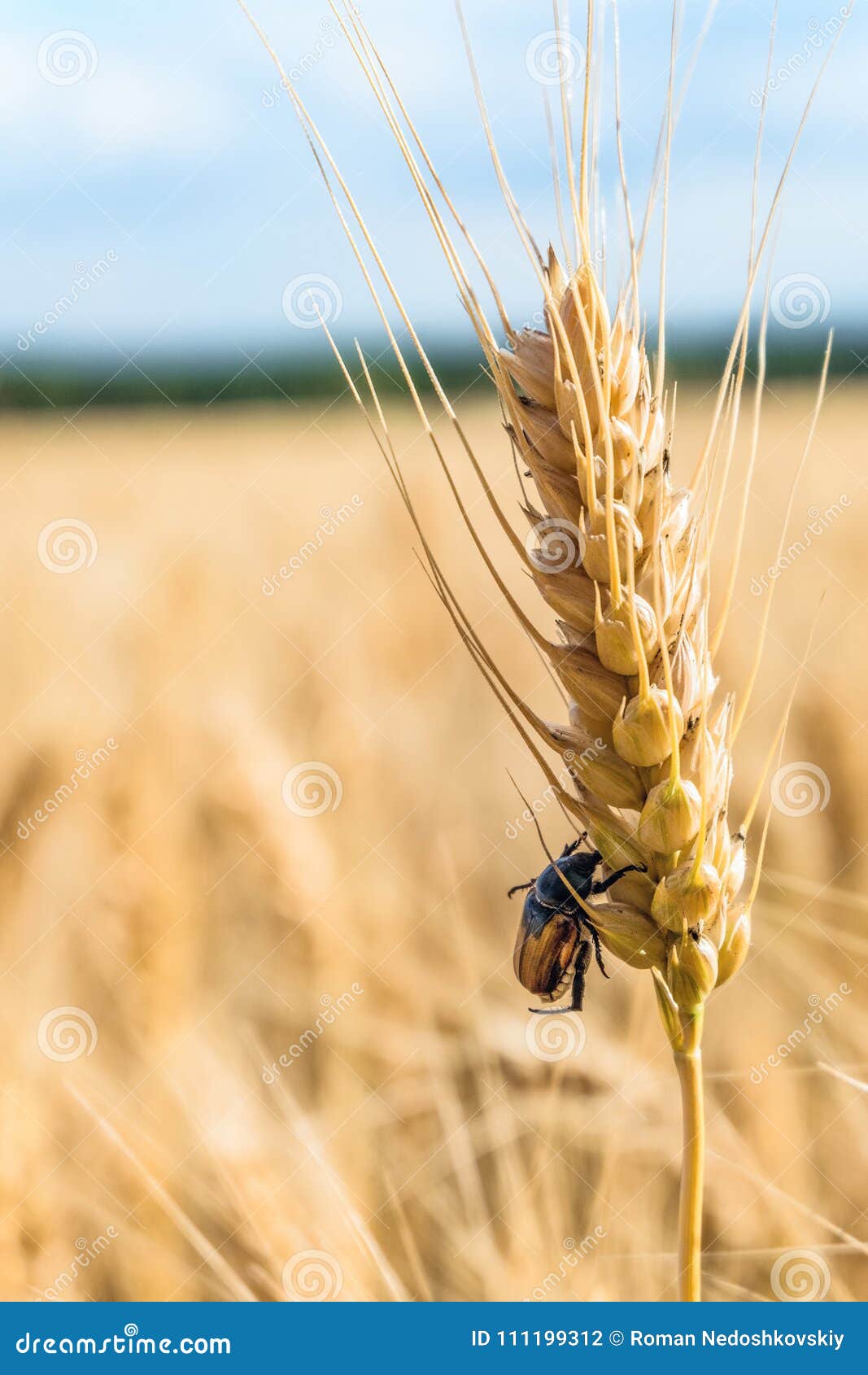 Bread Beetle Eats Wheat Ear Stock Photo - Image of grain, fauna: 111199312