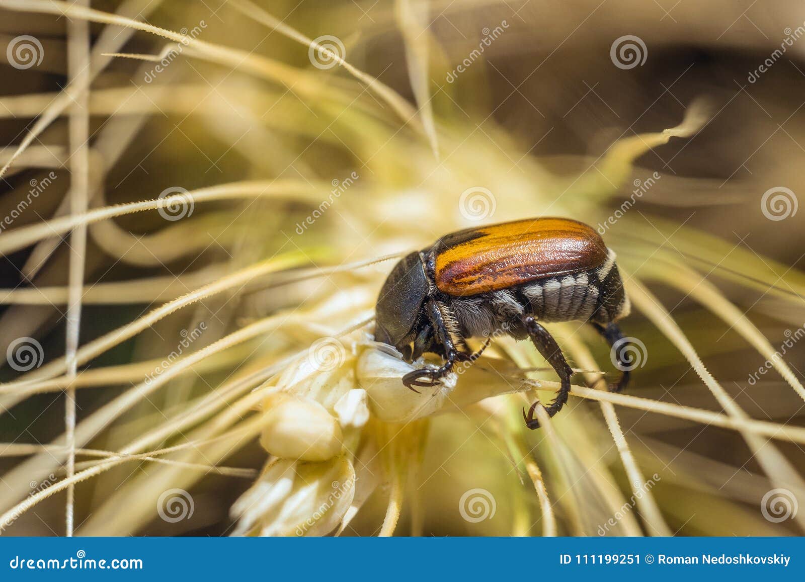 Bread Beetle Eats Wheat Ear. Insect Pest of Crops Grain Beetle Close-up ...