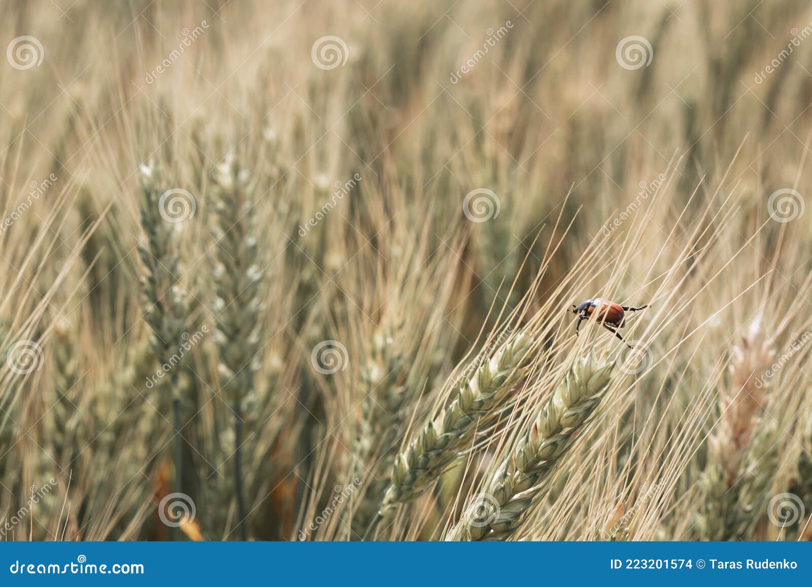 Bread Beetle Eats Wheat Ear. Insect Pest of Crops Grain Beetle Stock ...