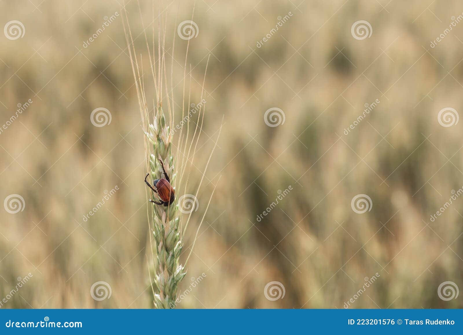Bread Beetle Eats Wheat Ear. Insect Pest of Crops Grain Beetle Stock ...
