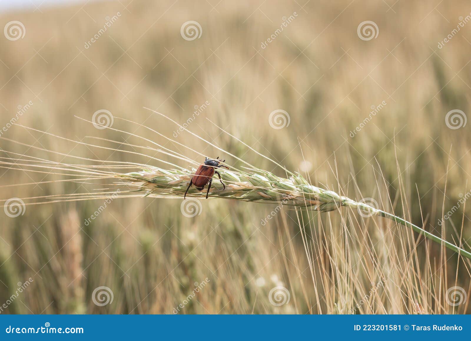 Bread Beetle Eats Wheat Ear. Insect Pest of Crops Grain Beetle Stock ...