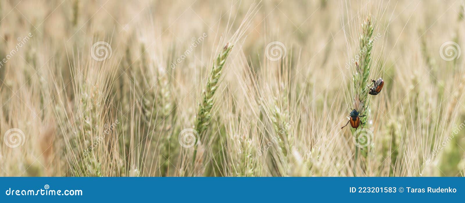 Bread Beetle Eats Wheat Ear. Insect Pest of Crops Grain Beetle Stock ...