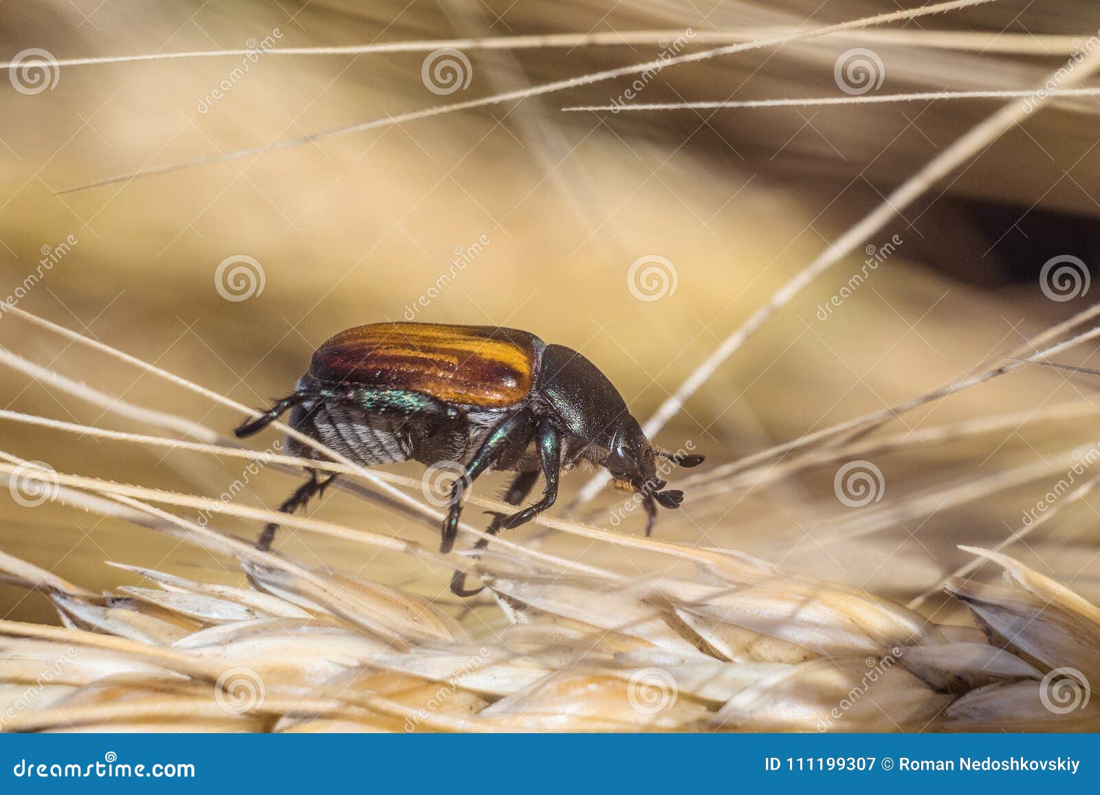 Bread Beetle on a Wheat Ear. Insect Pest of Crops Grain Beetle Close-up ...
