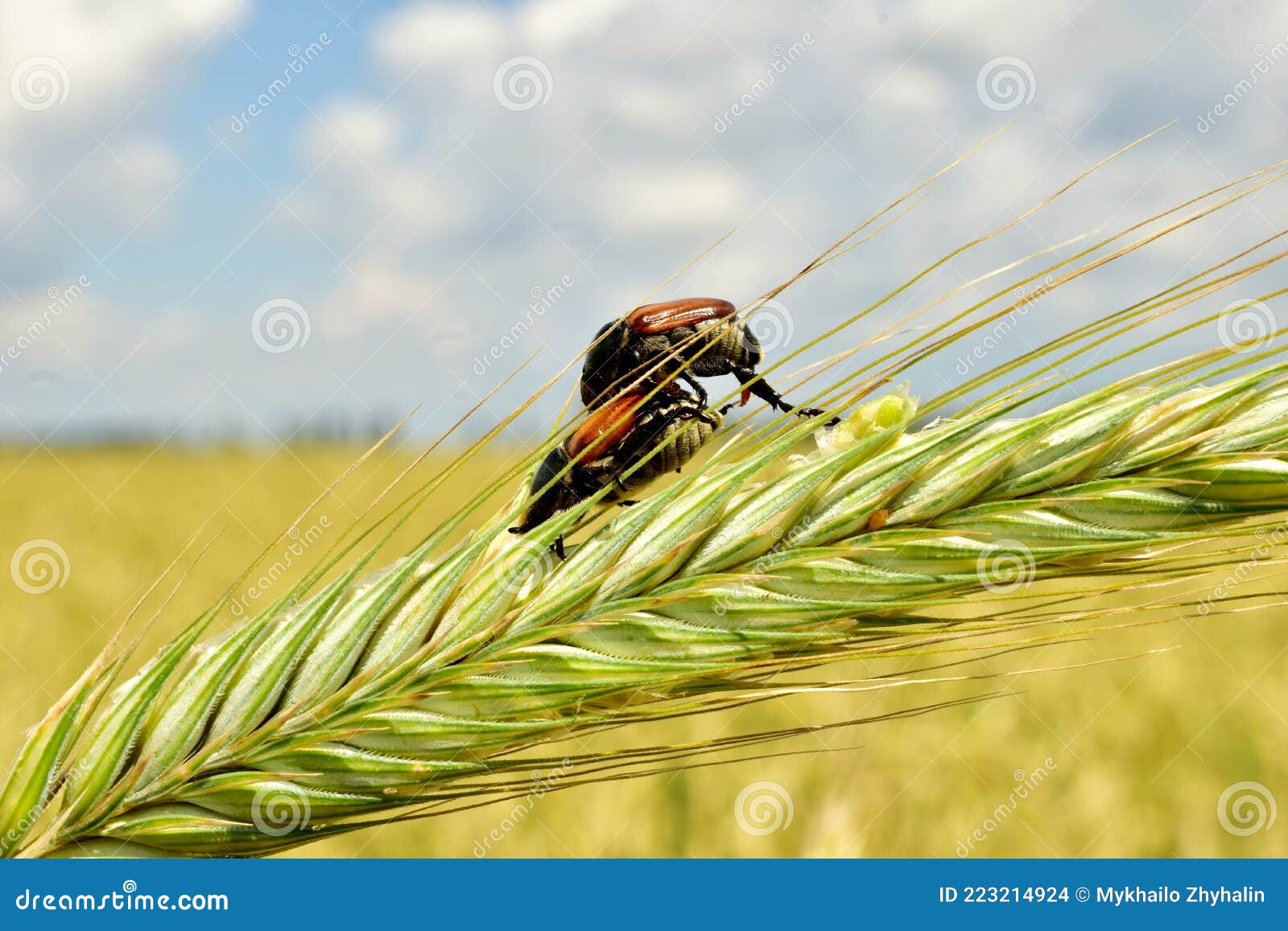 Bread Beetles Sit on an Ear of Wheat. Stock Photo - Image of harvest ...