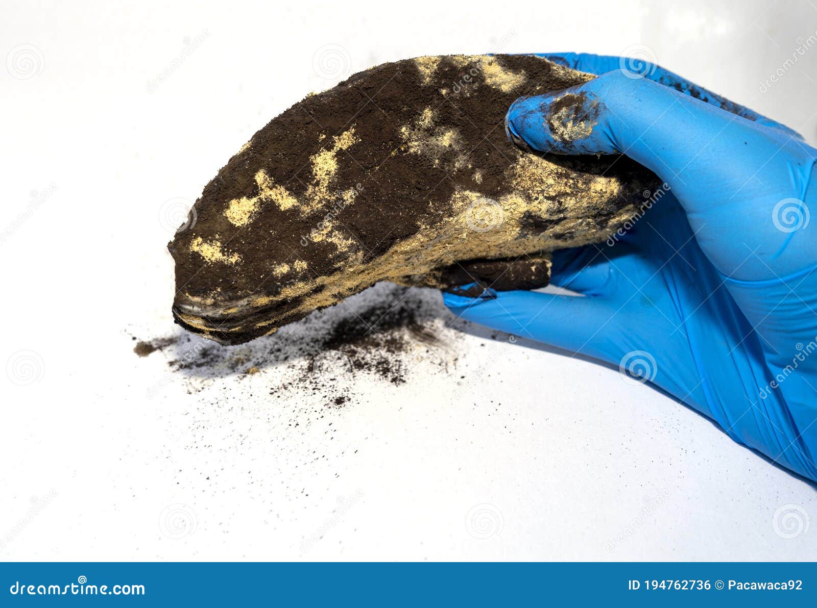 Bread Covered with Black Mold. Moldy Bread in Hand Stock Photo - Image ...