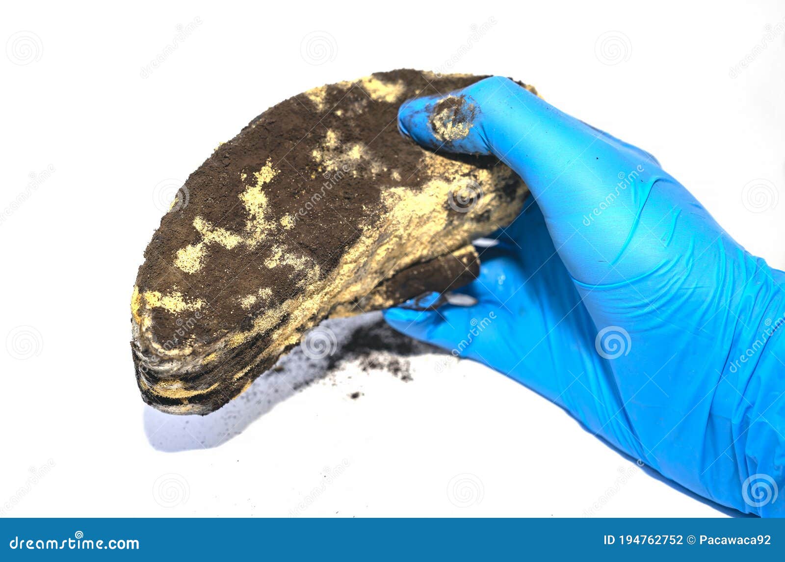 Bread Covered with Black Mold. Moldy Bread in Hand Stock Photo - Image ...