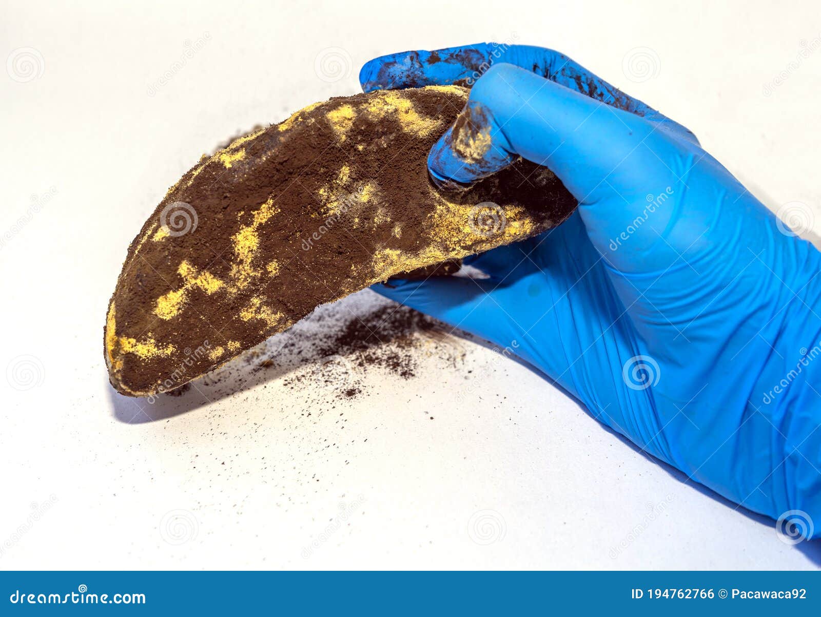 Bread Covered with Black Mold. Moldy Bread in Hand Stock Photo - Image ...