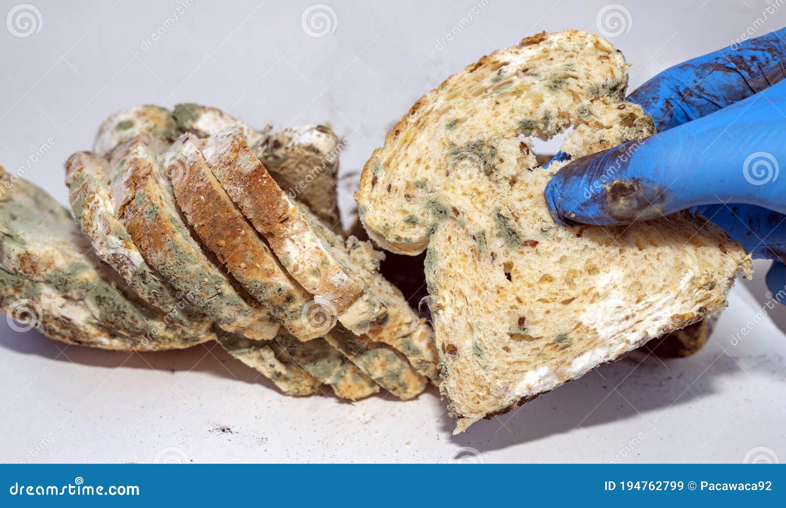 Bread Covered with Black Mold. Moldy Bread in Hand Stock Image - Image ...