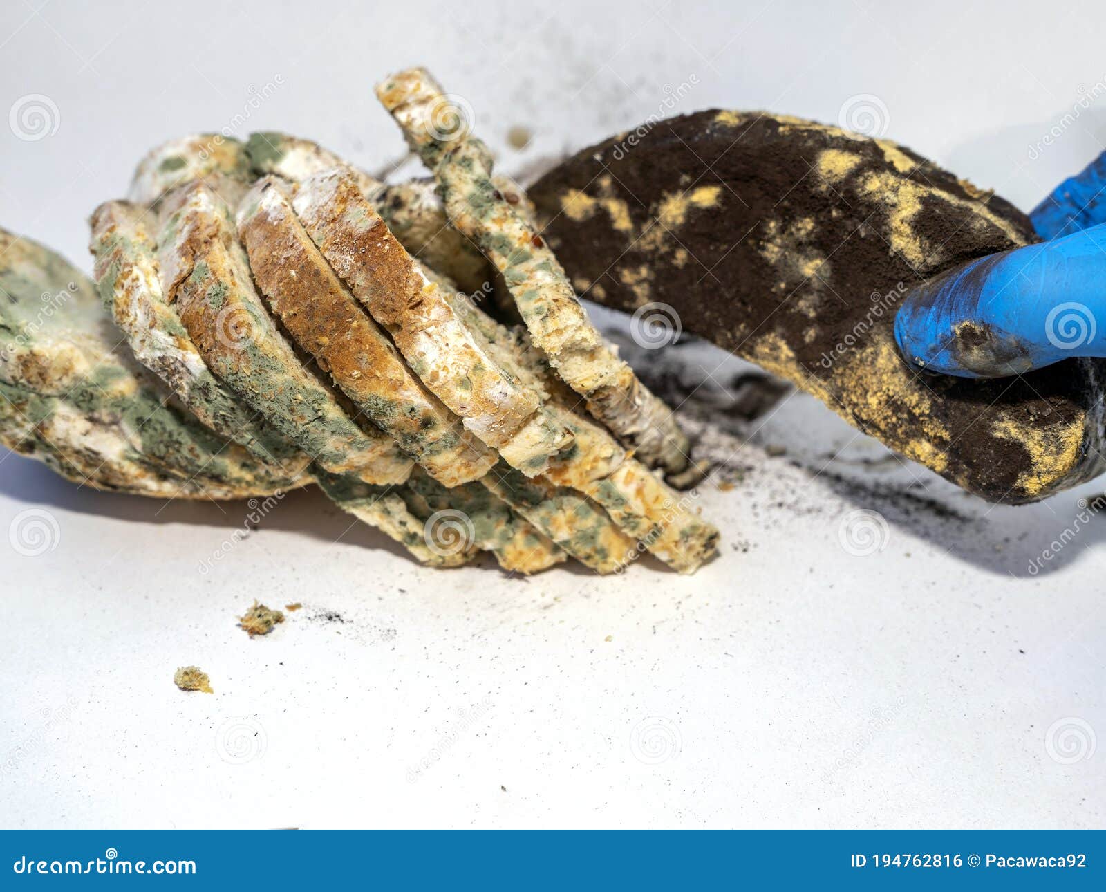 Bread Covered with Black Mold. Moldy Bread in Hand Stock Photo - Image ...