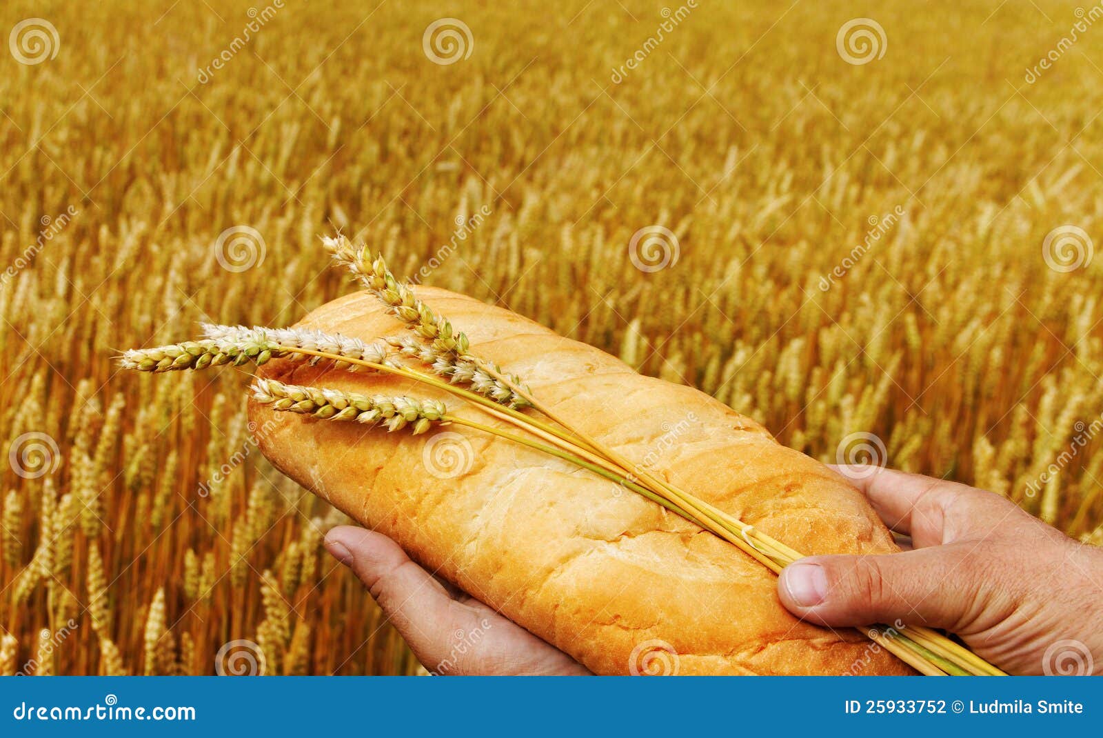 Bread and field. stock photo. Image of hunger, heap, grow - 25933752