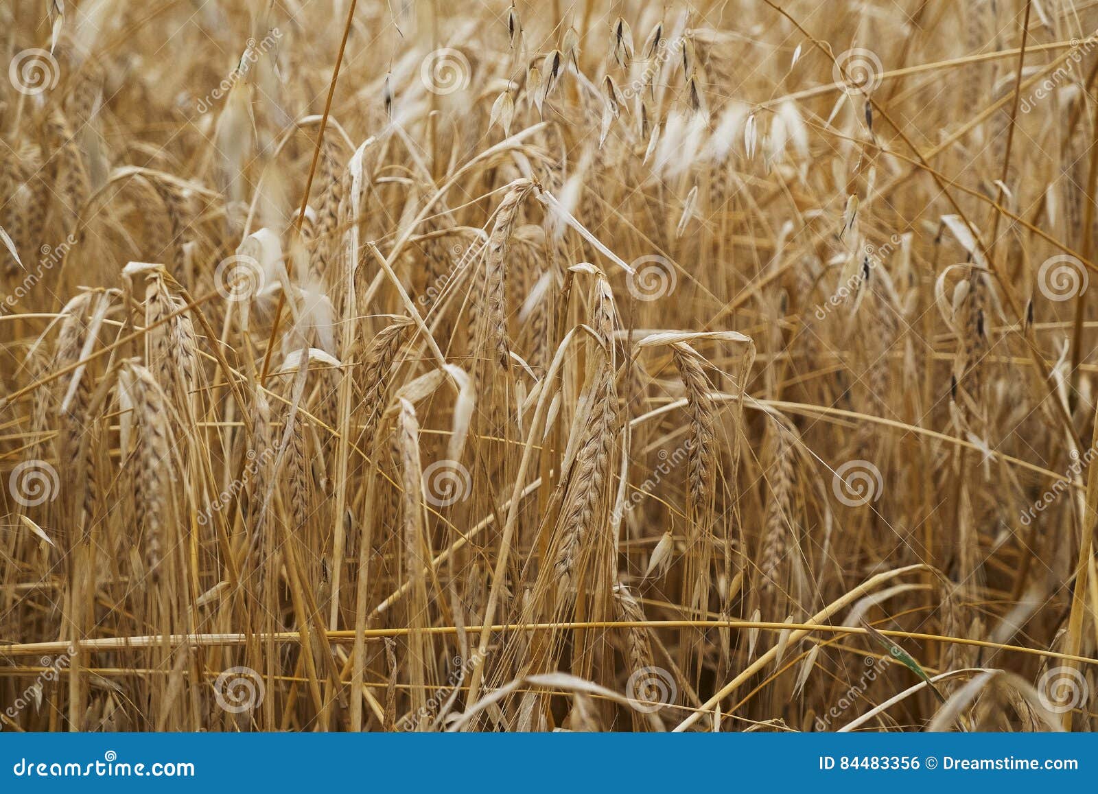 Bread Field Golden Grass Wheat Growing Ground Stock Photo - Image of ...