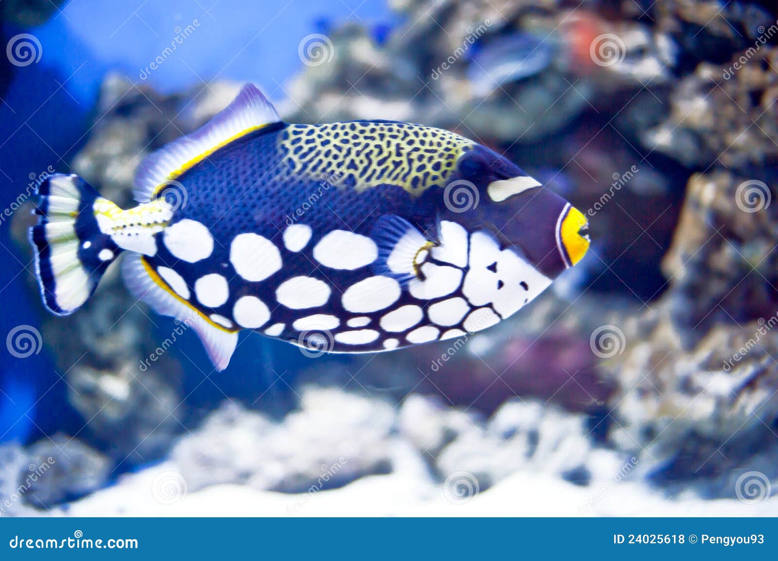 A bread fish stock photo. Image of blue, islands, tropical - 24025618