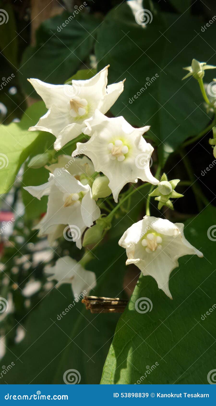 Bread Flower stock image. Image of white, bread, vine - 53898839