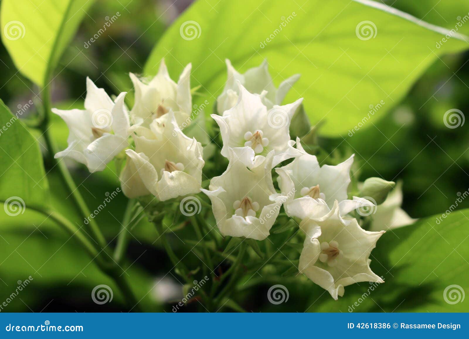 Vallaris Solanacea or Bread Flower Stock Photo - Image of vallaris ...