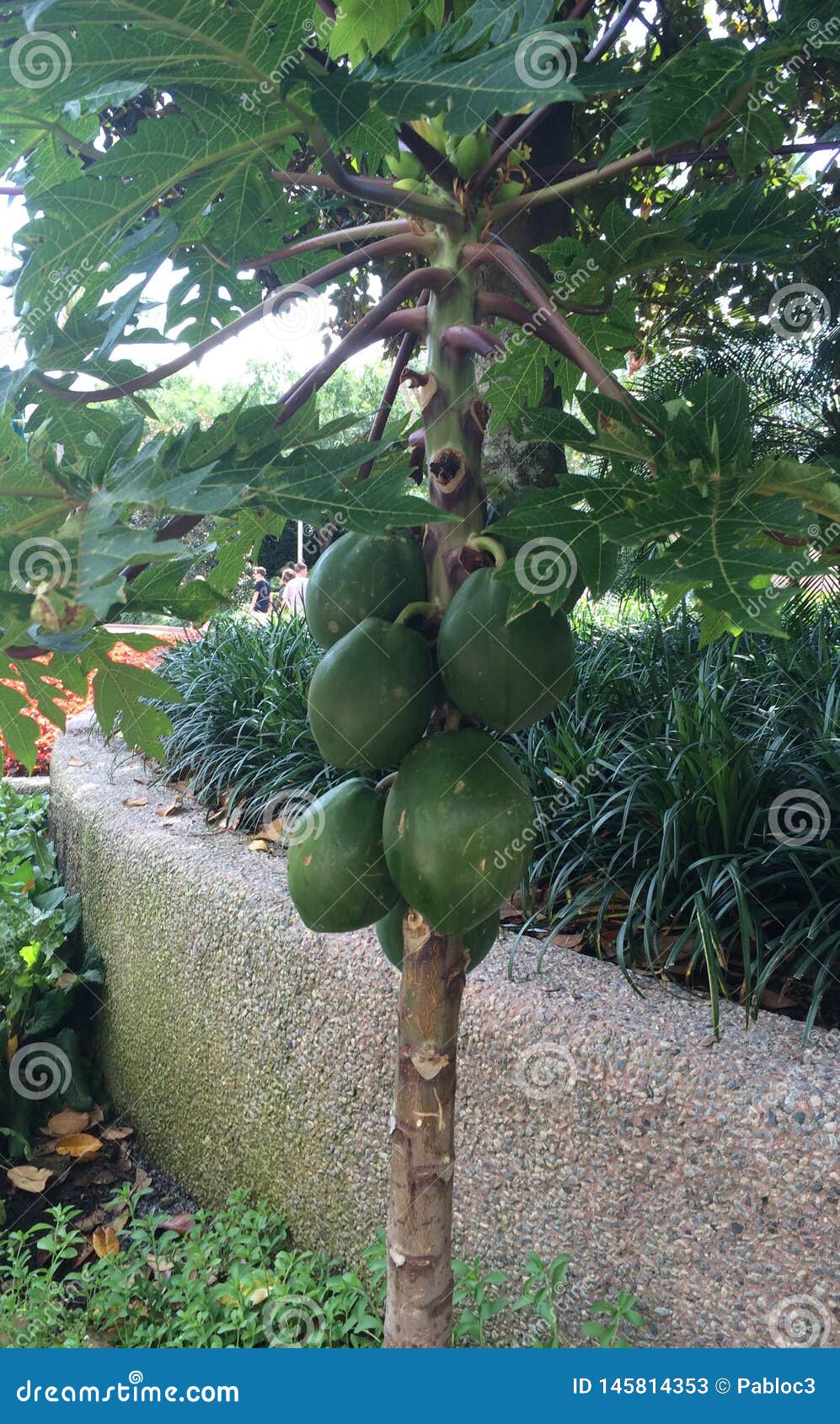 Bread Fruit Tree with Green Fruit Stock Image - Image of bread, plant ...