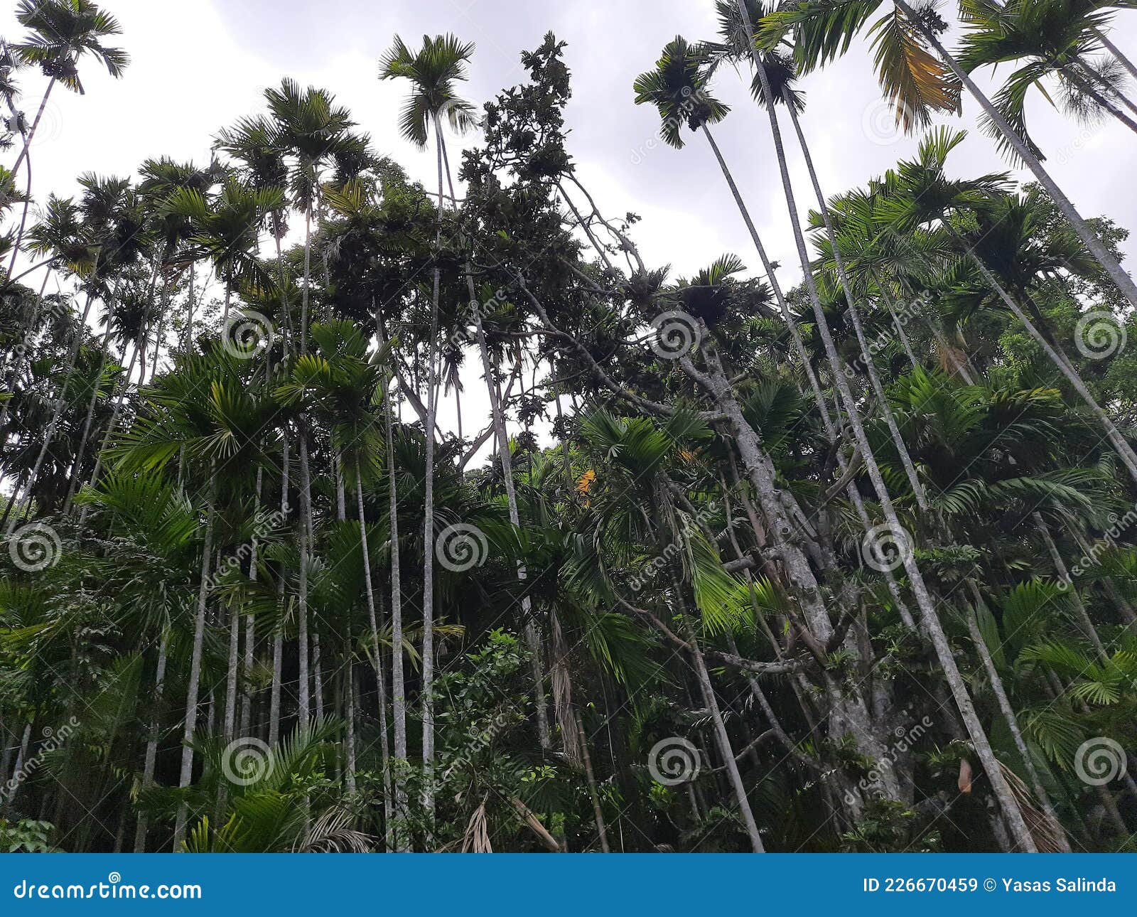 Bread Fruit Tree Srrounded by Areca Trees Stock Image - Image of jungle ...