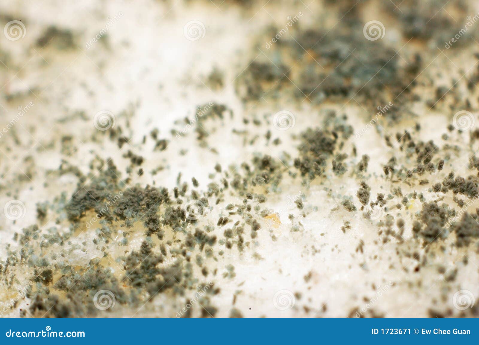 Bread fungus stock image. Image of sporangiophores, rhizopus - 1723671