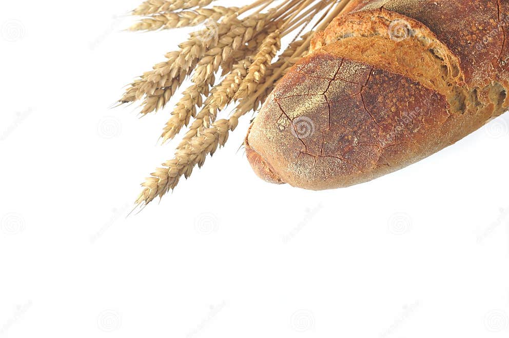 Bread and grain stock image. Image of white, ripe, food - 20569783