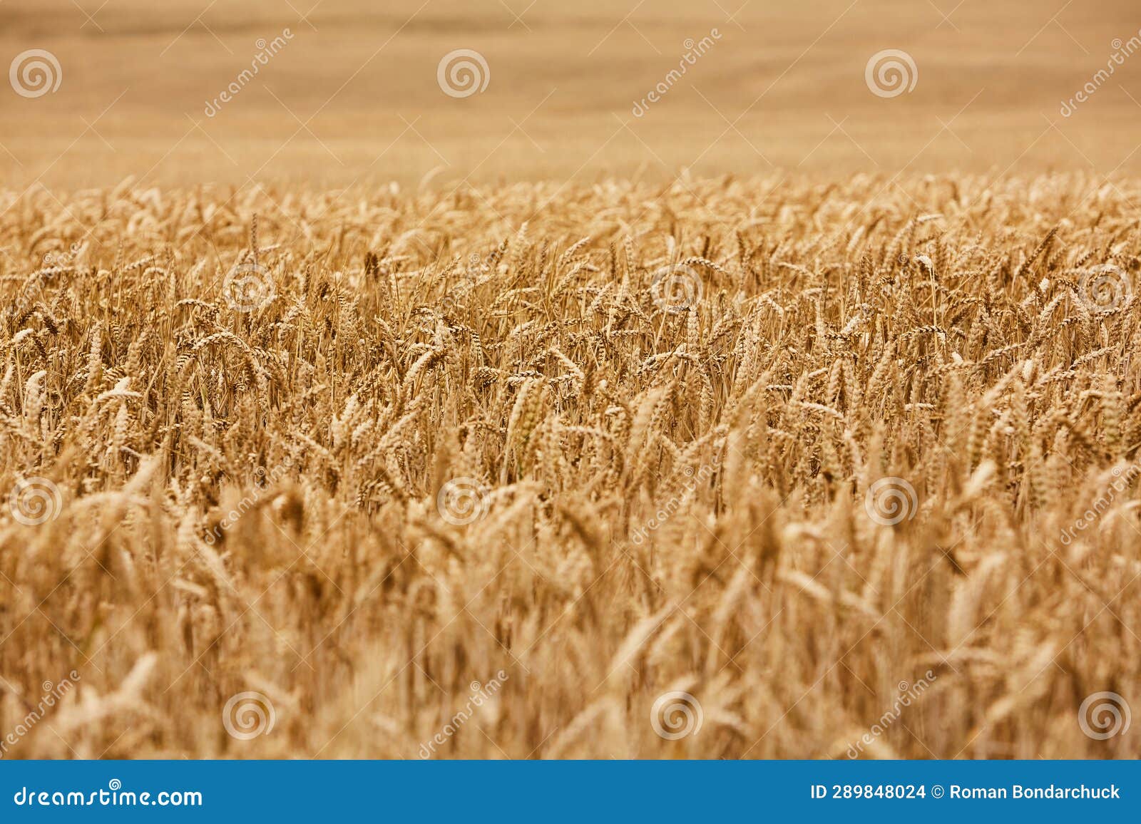 Bread. about Growing Grain, Golden Wheat Field Stock Photo - Image of ...