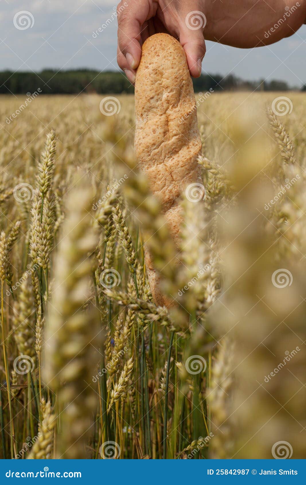 Bread in hand. stock image. Image of food, gold, agriculture - 25842987