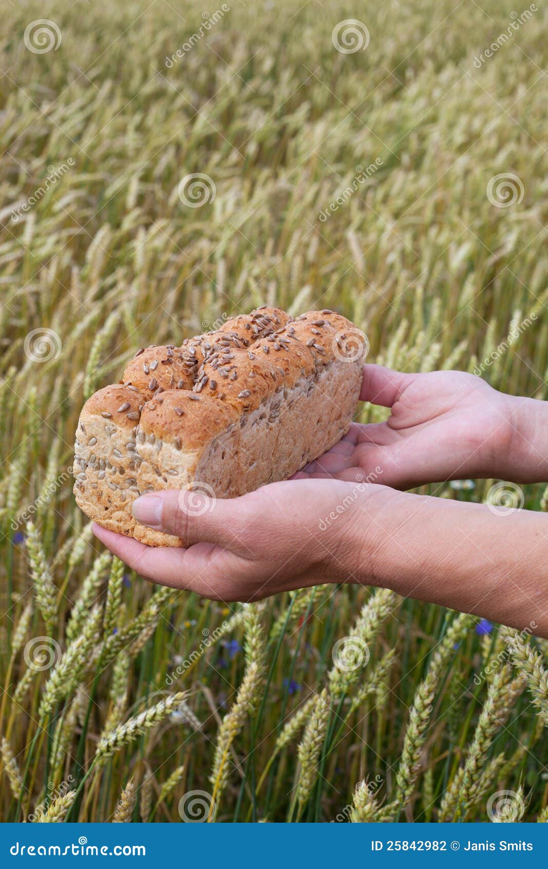 Bread in hands. stock photo. Image of food, field, scene - 25842982
