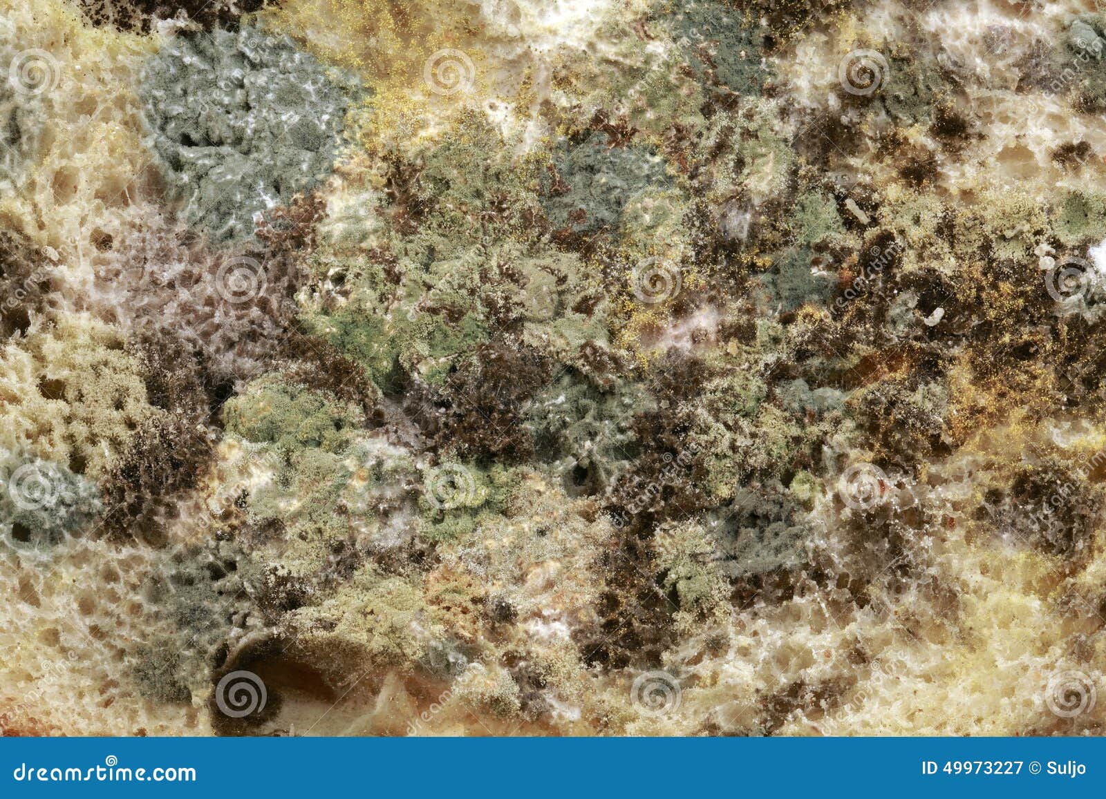 201 Mildewed Bread Stock Photos - Free & Royalty-Free Stock Photos from ...