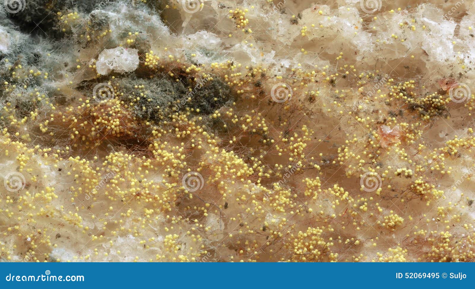 Bread Mold Background stock image. Image of closeup, mould - 52069495