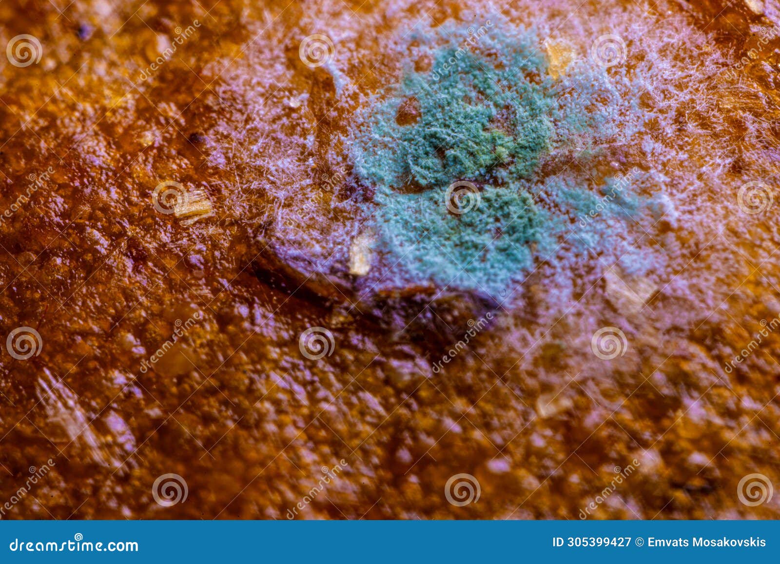 Bread Mold. Beautiful Mold. Mold Spores, Macro. Mold is Light, Yellow ...