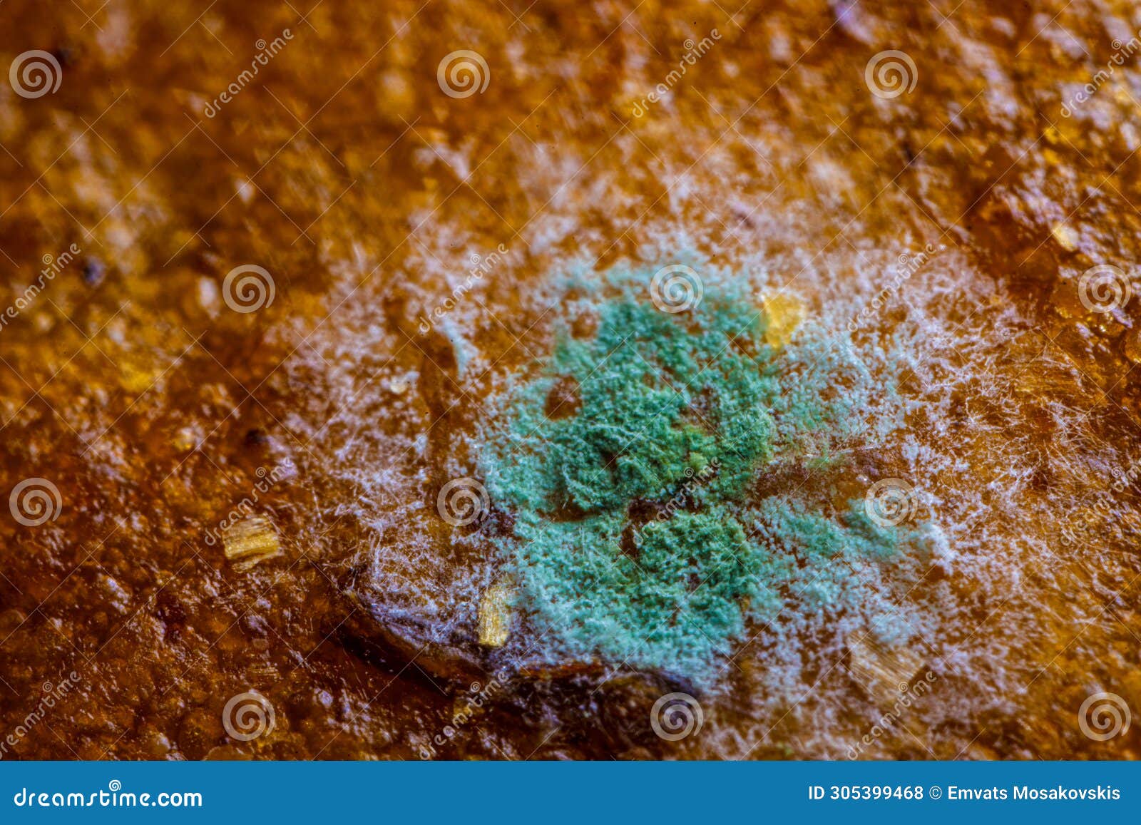 Bread Mold. Beautiful Mold. Mold Spores, Macro. Mold is Light, Yellow ...