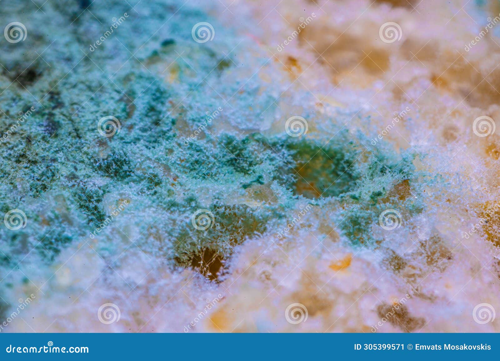 Bread Mold. Beautiful Mold. Mold Spores, Macro. Mold is Light, Yellow ...