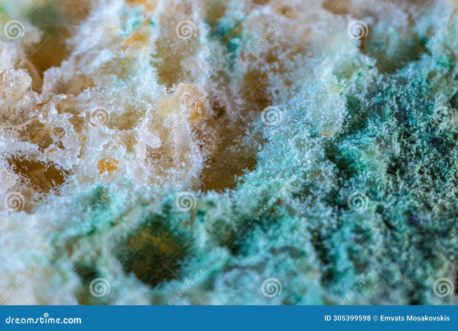 Bread Mold. Beautiful Mold. Mold Spores, Macro. Mold is Light, Yellow ...