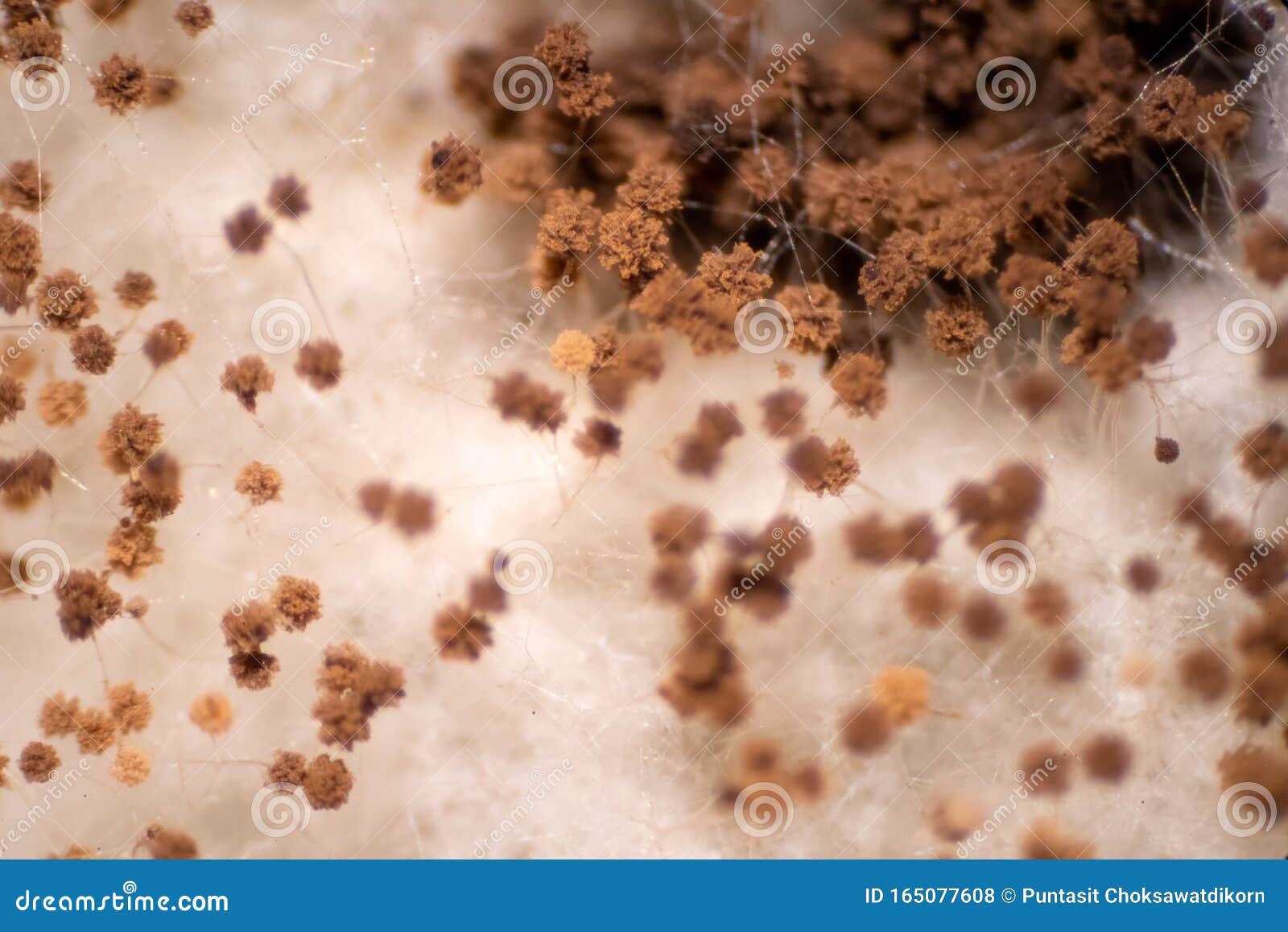 Bread Mold Fungi Under Microscope for Education Stock Photo - Image of ...