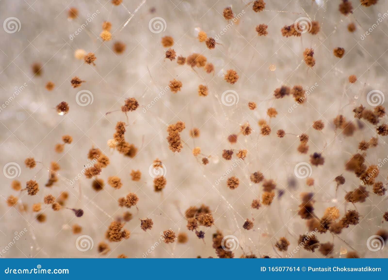 Bread Mold Fungi Under Microscope for Education Stock Photo - Image of ...