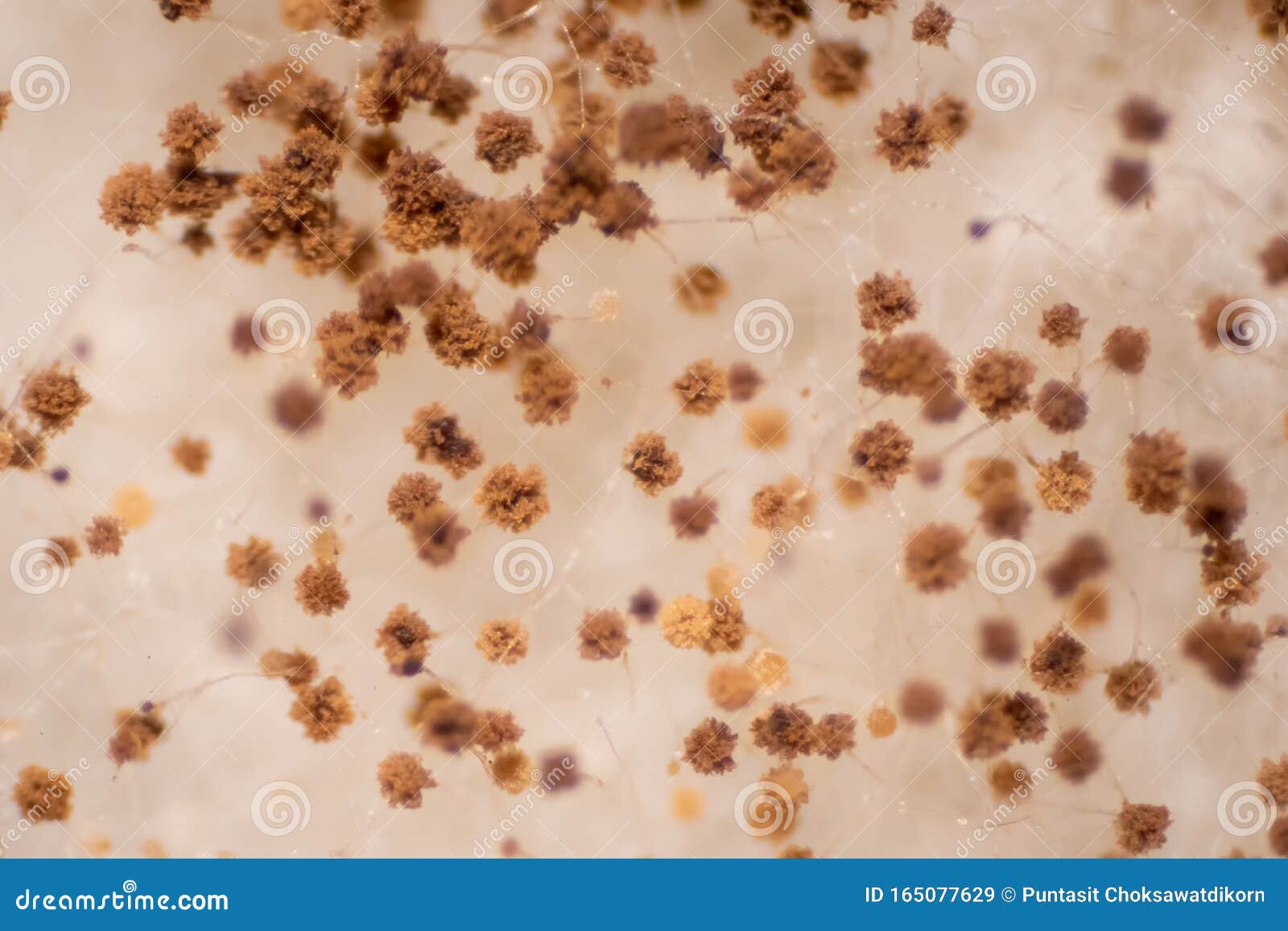 Bread Mold Fungi Under Microscope for Education Stock Image - Image of ...