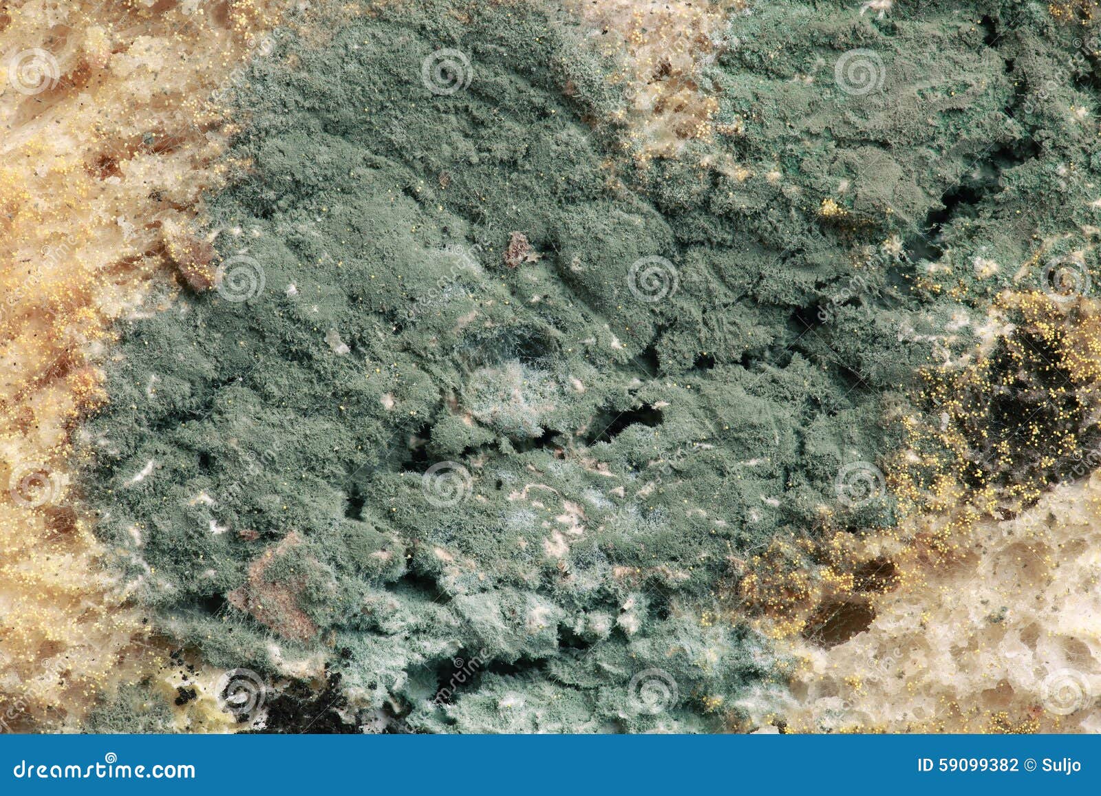 Bread Mold Magnification stock photo. Image of hypha - 59099382