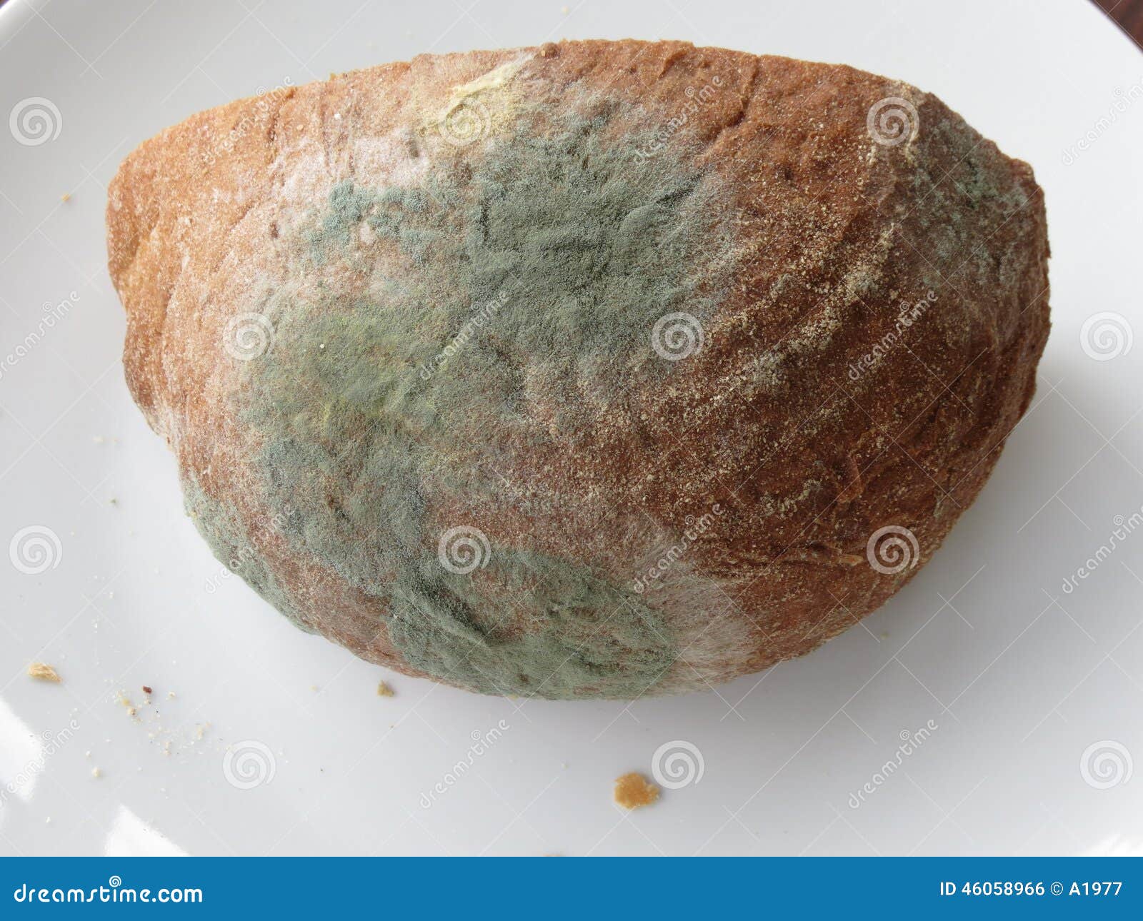 Bread with mold stock photo. Image of closeup, mold, unhealthy - 46058966