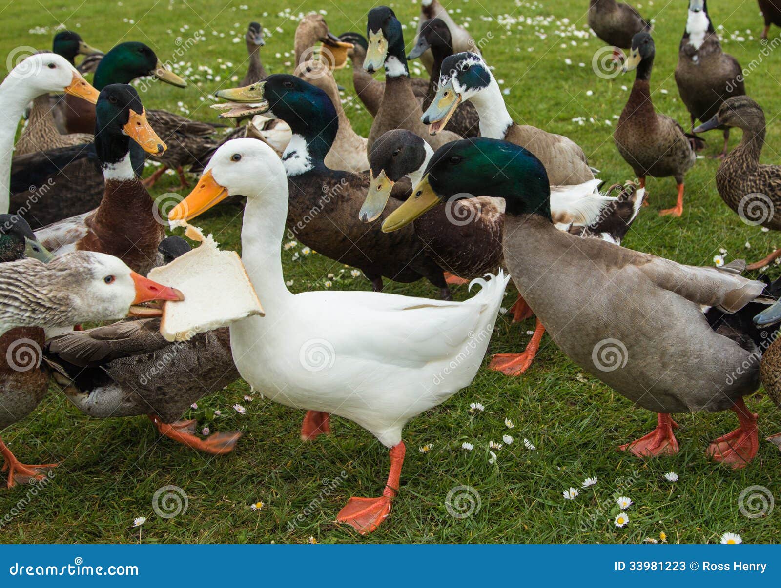 Bread Sharing Ducks stock image. Image of outdoor, birds - 33981223