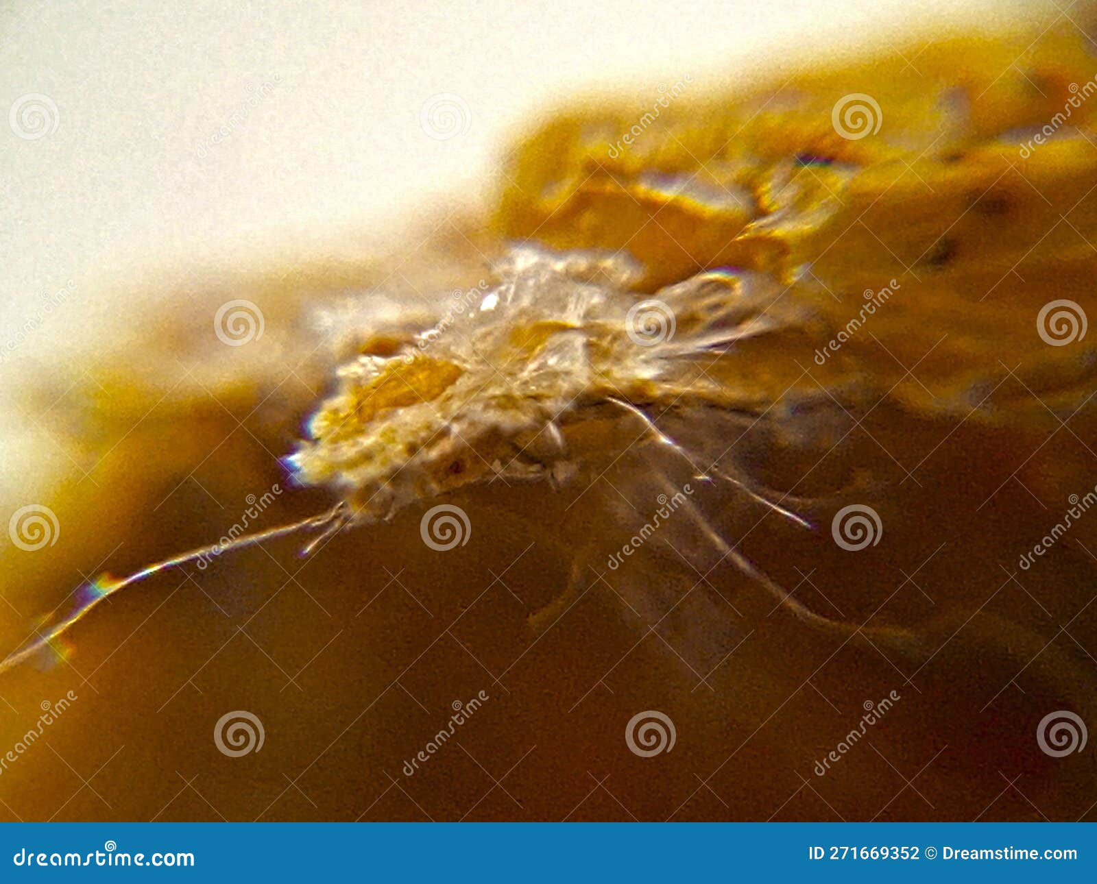 Bread Shot - Close-up through a Microscope Stock Photo - Image of tasty ...