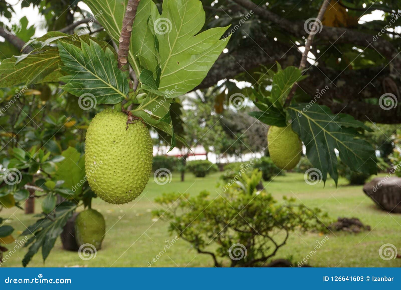 Bread Tree Fruit in Polynesia Stock Image - Image of growing, flora ...