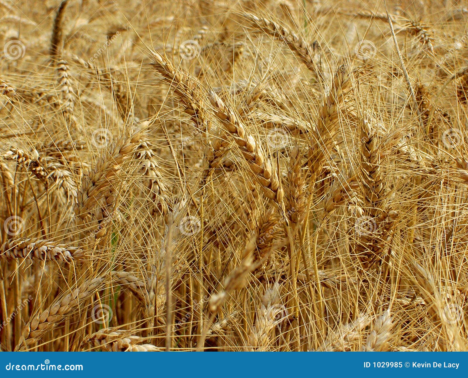 Bread Trees stock image. Image of bread, farm, paddock - 1029985
