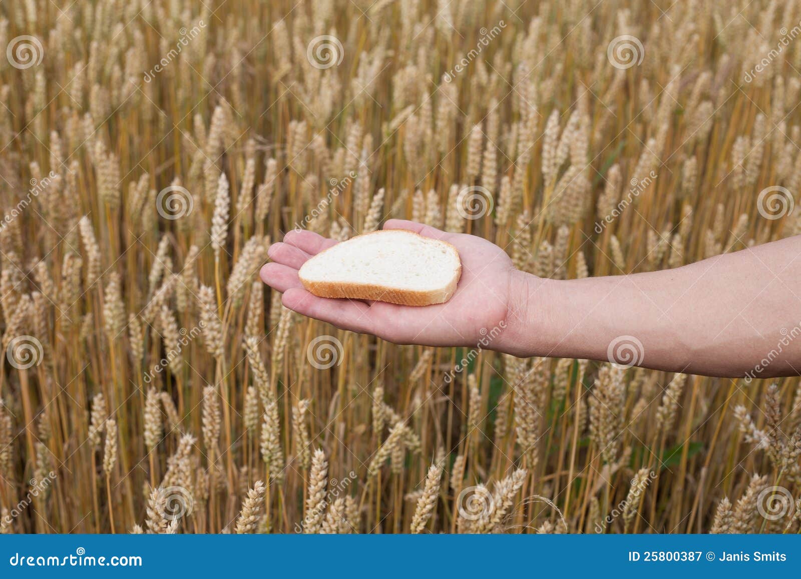 Bread and wheat. stock image. Image of farmer, nature - 25800387