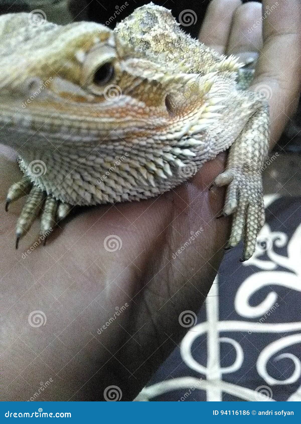 Breaded dragon stock photo. Image of breaded, pretty - 94116186