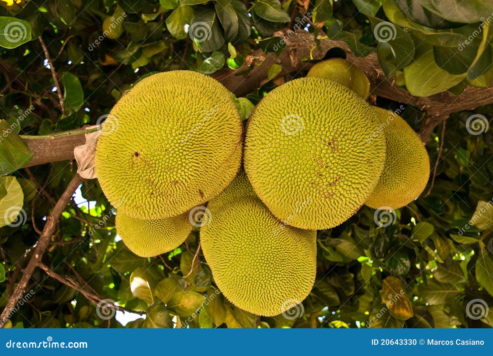 Breadfruit stock photo. Image of foreign, exotic, food - 20643330