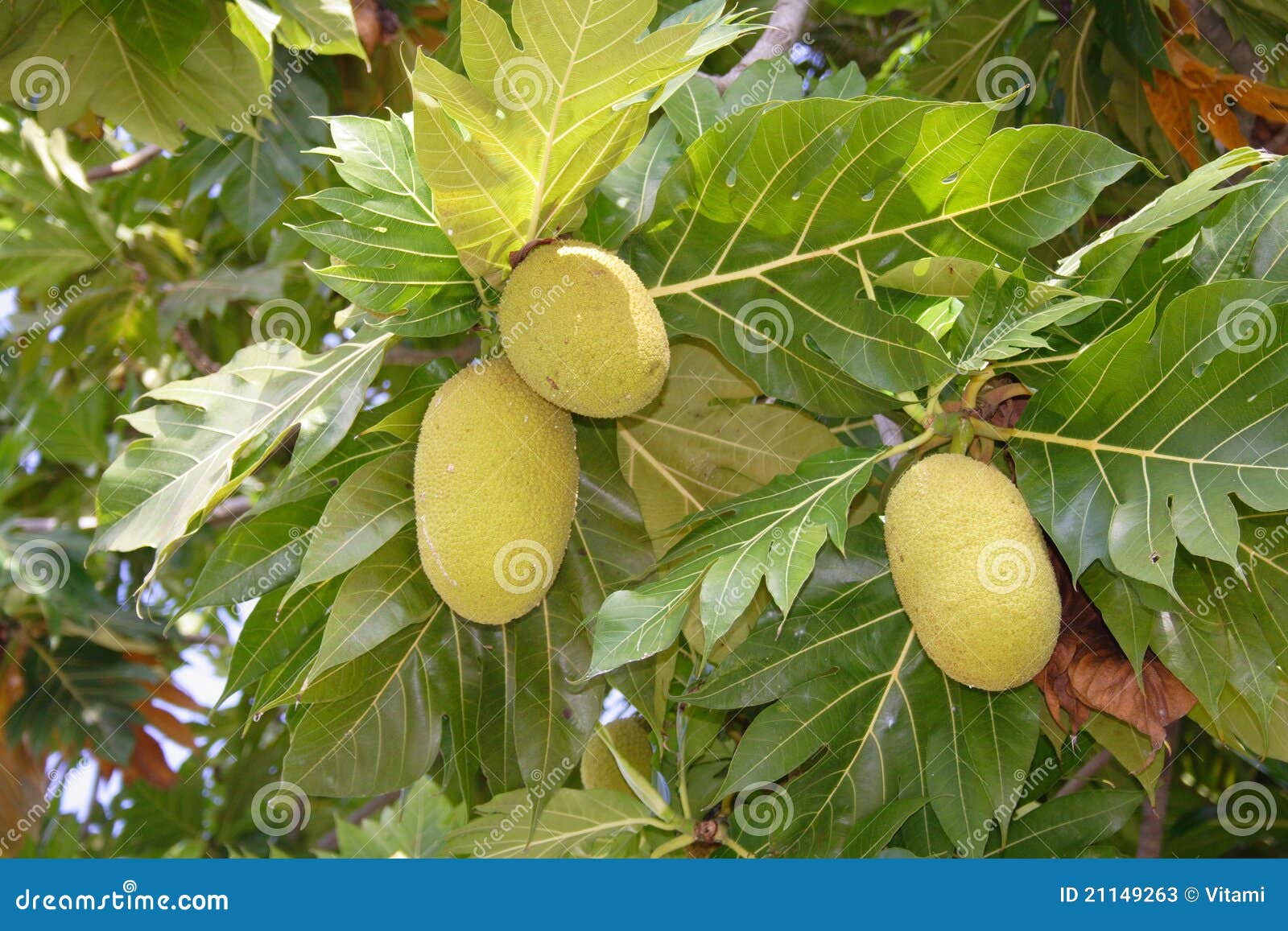 Breadfruit stock image. Image of exotic, nature, detail - 21149263