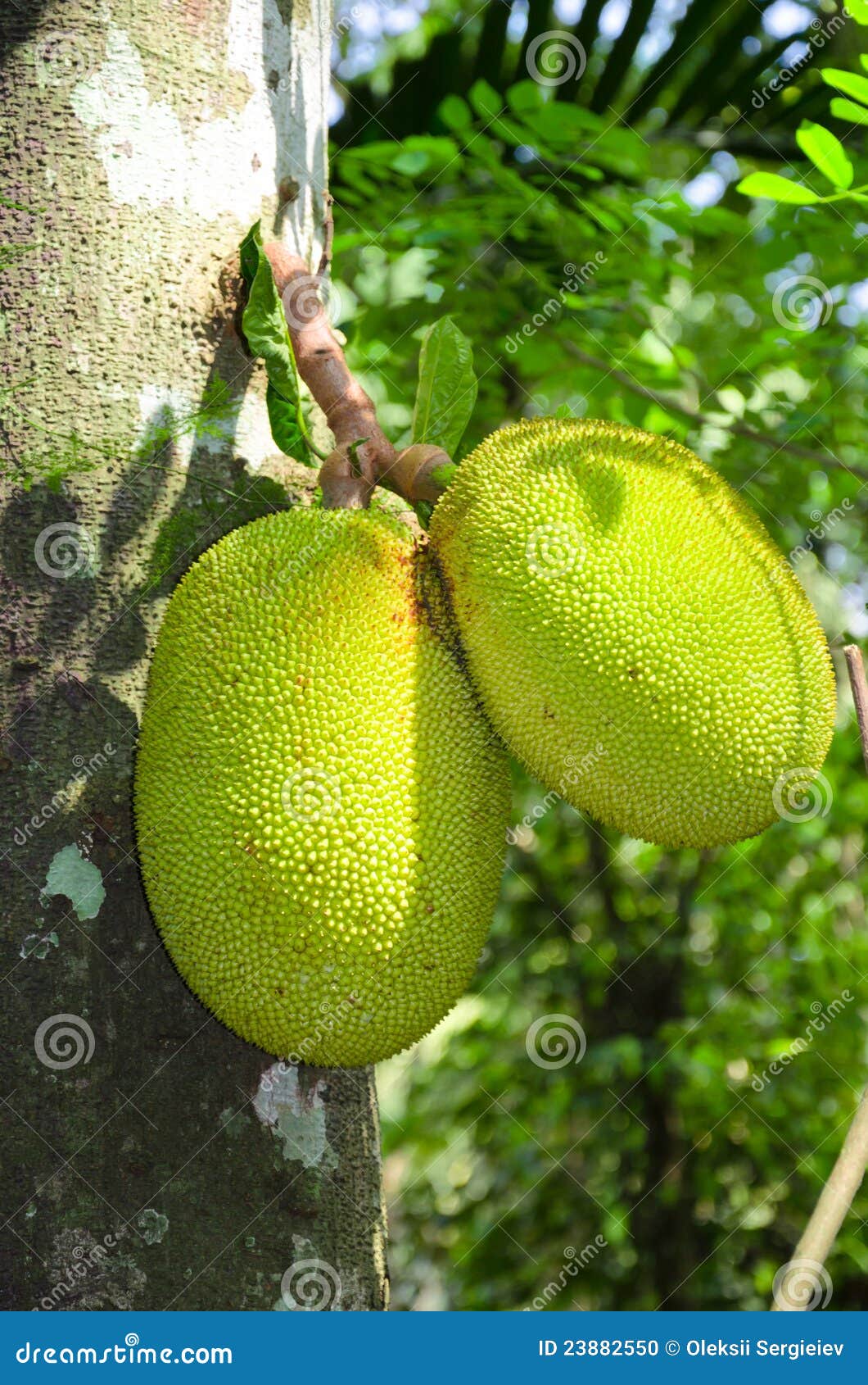 Breadfruit (Artocarpus Altilis) Stock Photo - Image of healthy, fruit ...