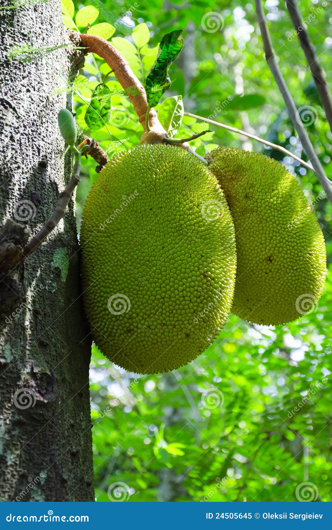 Breadfruit (Artocarpus Altilis) Stock Image - Image of together, jungle ...
