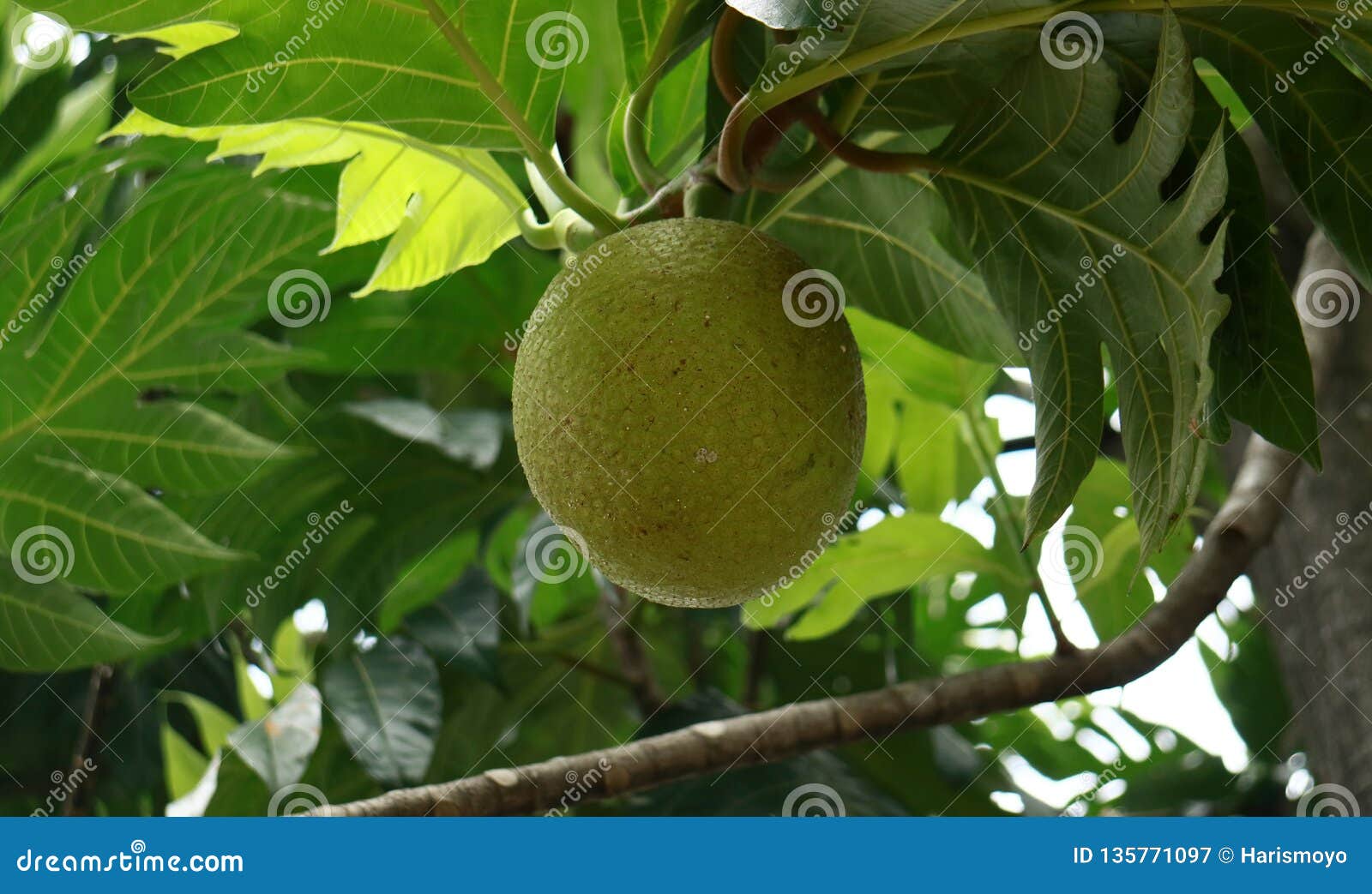 Breadfruit on tree stock image. Image of artocarpus - 135771097