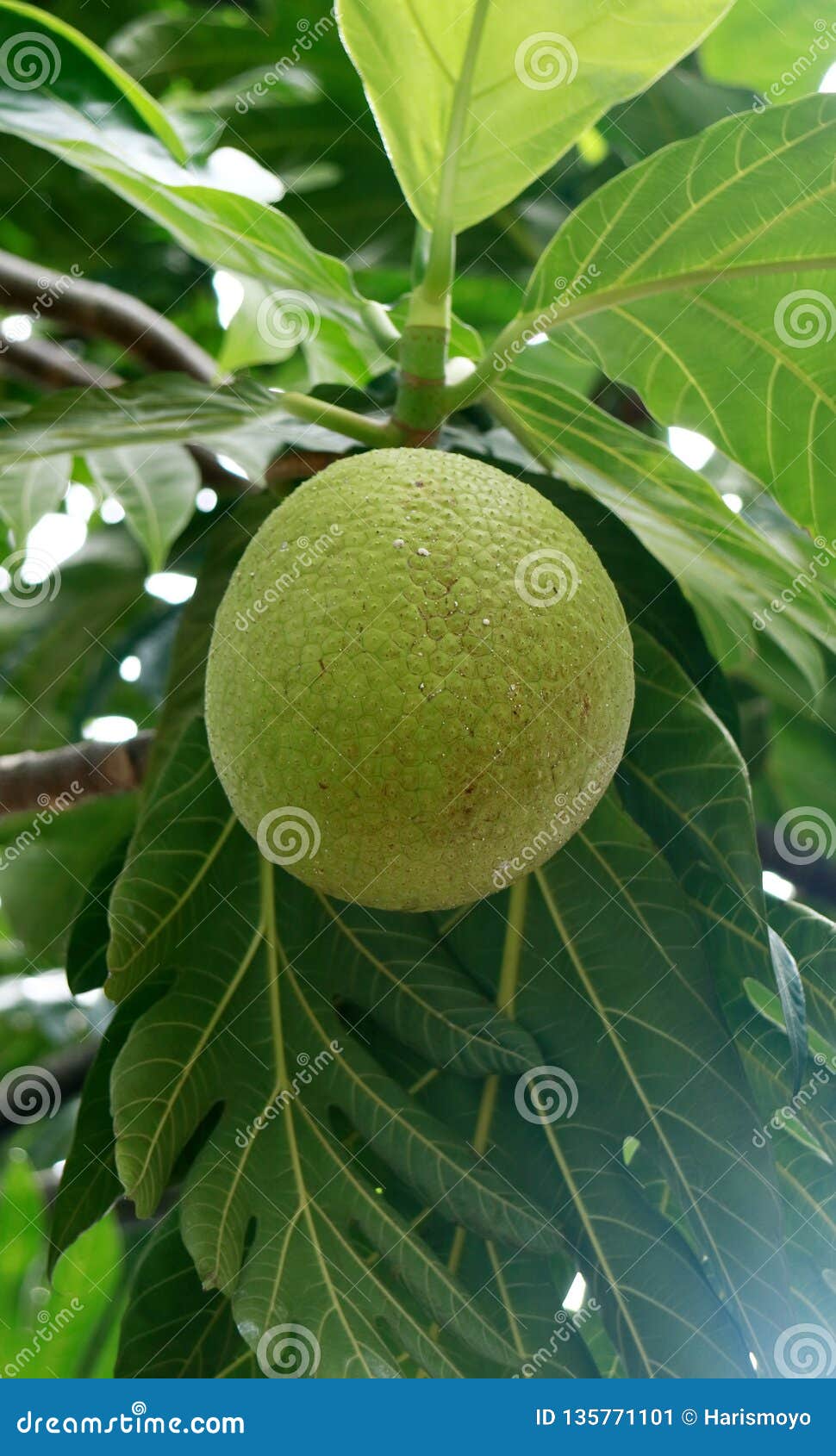 Breadfruit on tree stock image. Image of organic, healthy - 135771101