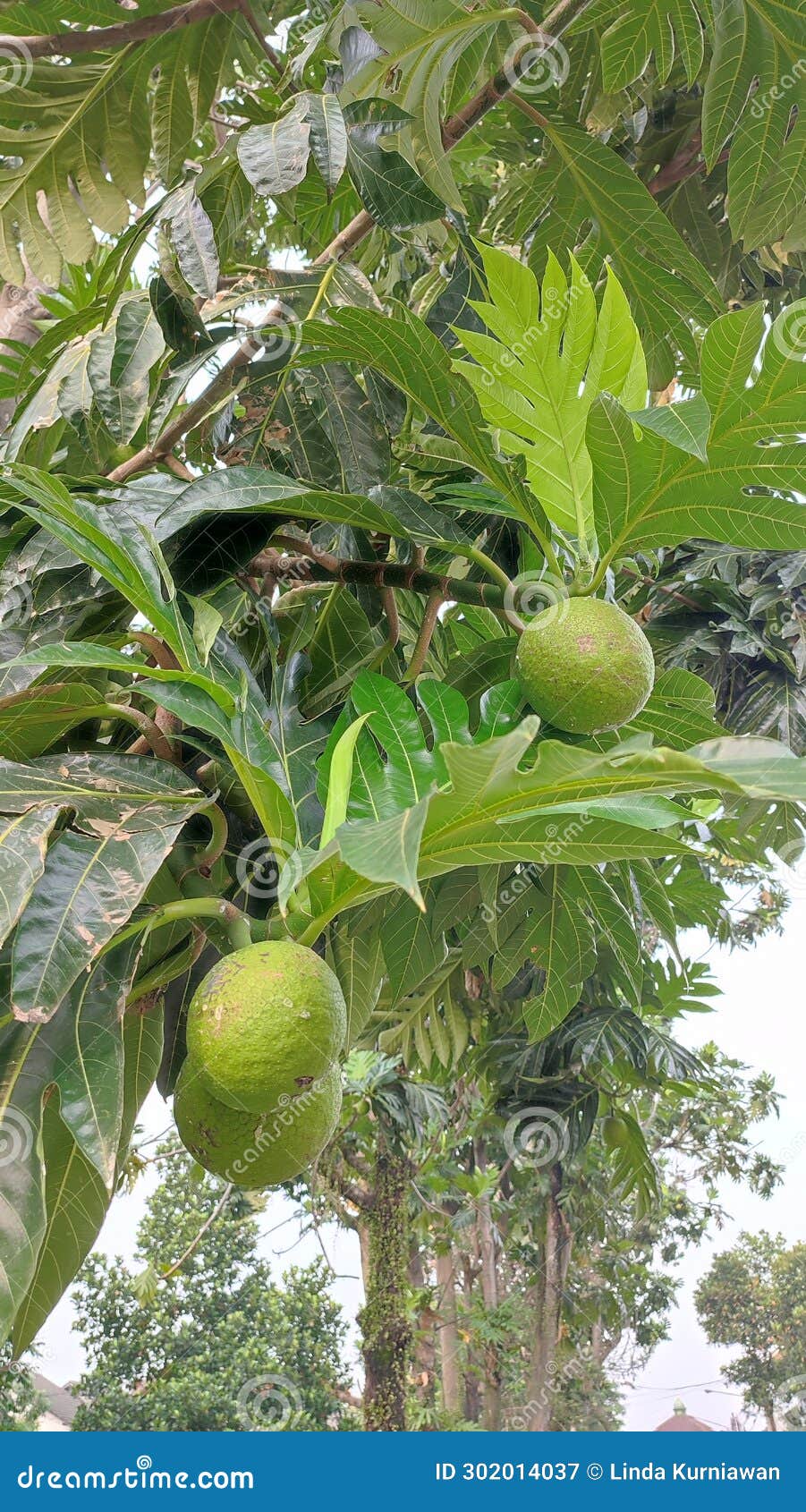 Breadfruit or Artocarpus Altilis Tree with Fruits Stock Image - Image ...