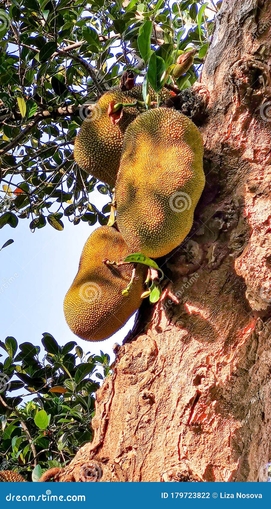 Breadfruit, Bread Fruit Tree, Bread Nut Tree , Artocarpus Altilis ...